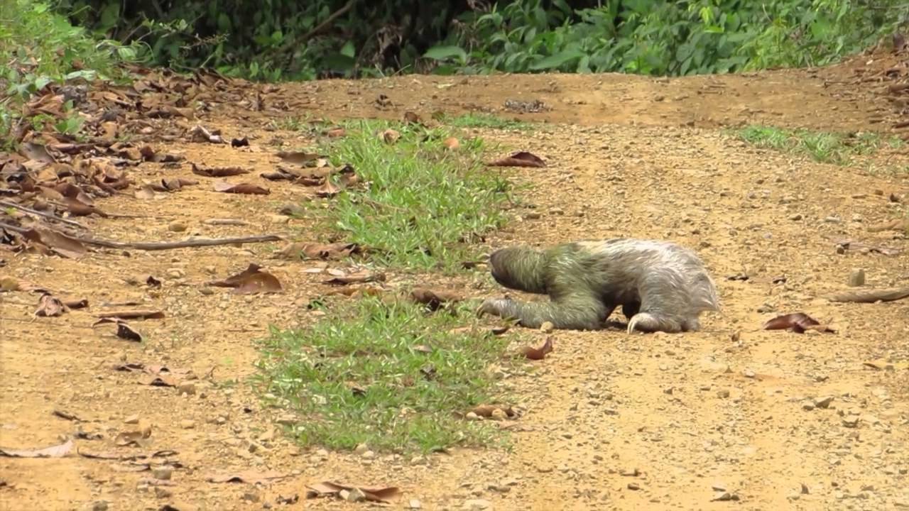 Three-toed Sloth crossing road - YouTube