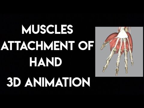 Muscles attachment of Hand|3d animation|Hand anatomy - YouTube