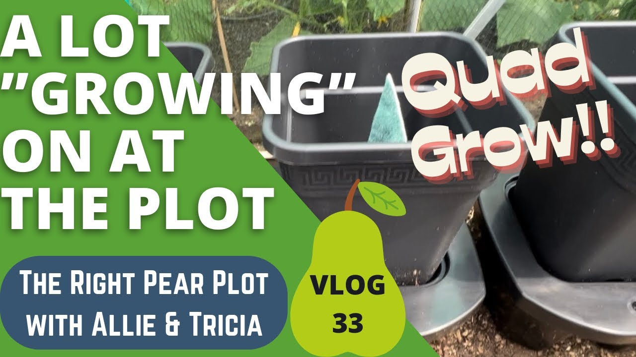 A lot growing on at the plot & Quad Grow pots - YouTube