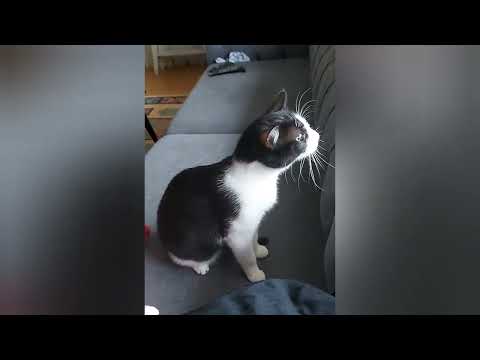 🐈Kavgalara karşı kediler🐈 İyi bir ruh hali için komik kedilerin derlemesi! 😻