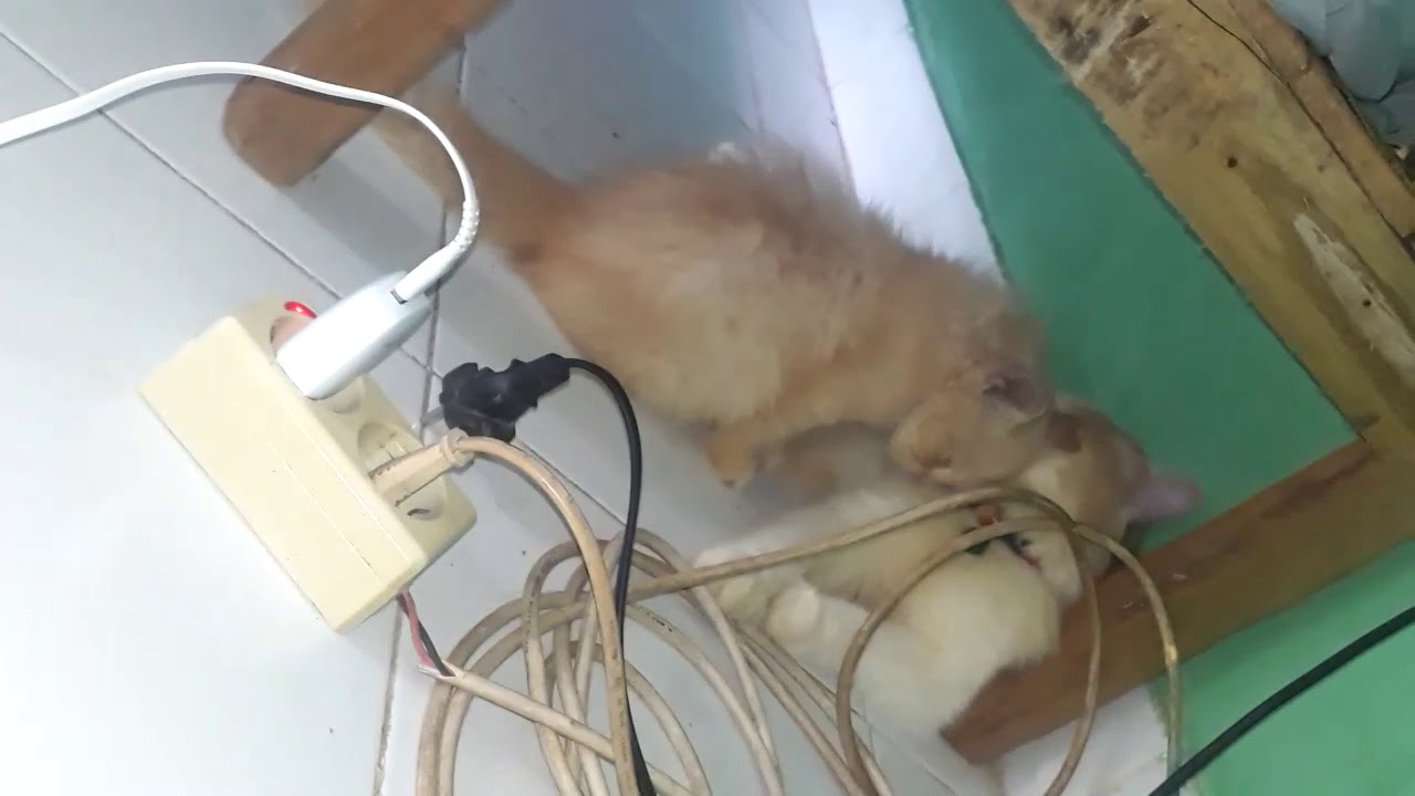 Cevra lisa - YouTube