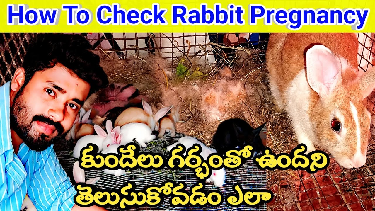 how to check rabbit pregnancy || what is pregnancy rabbit symptoms in ...