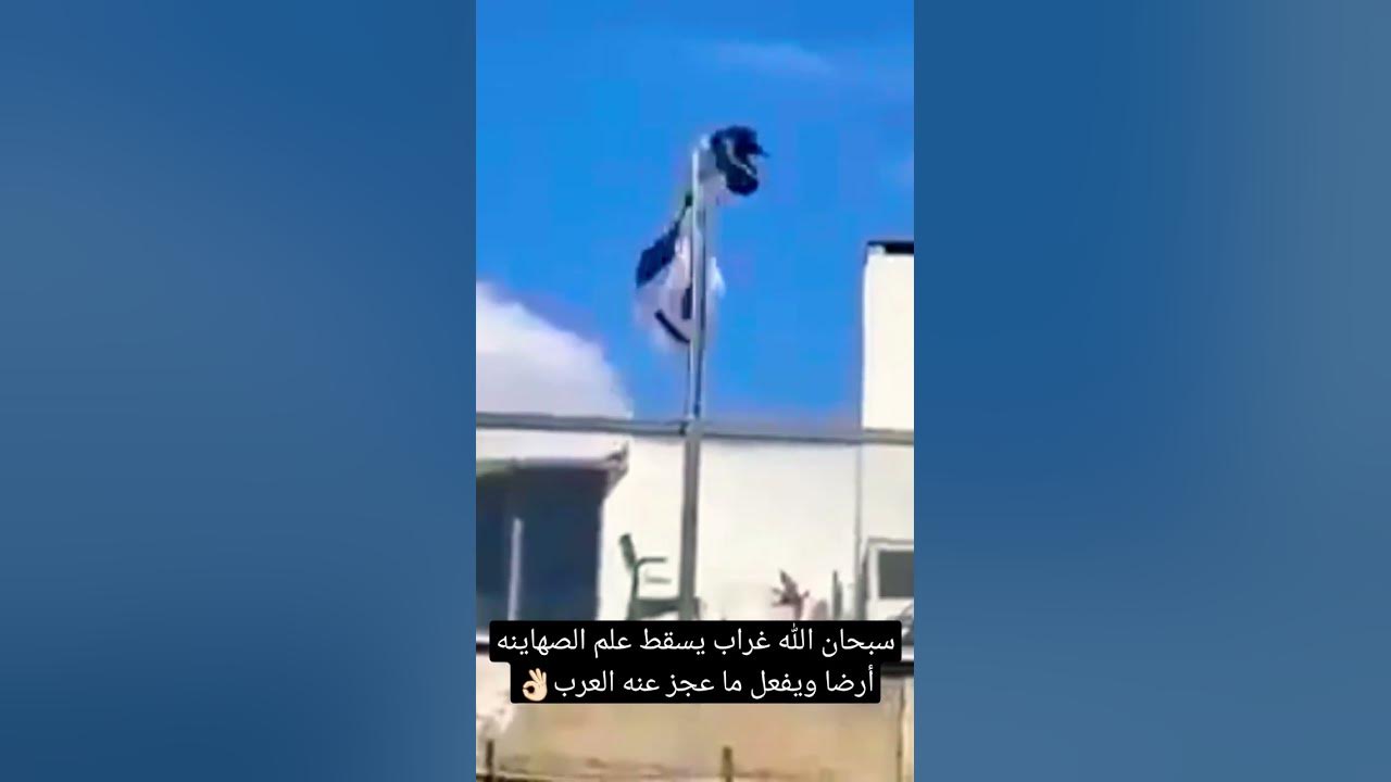 سبحان الله غراب يسقط علم الصهاينة أرضاً غرابعلم غراب Youtube