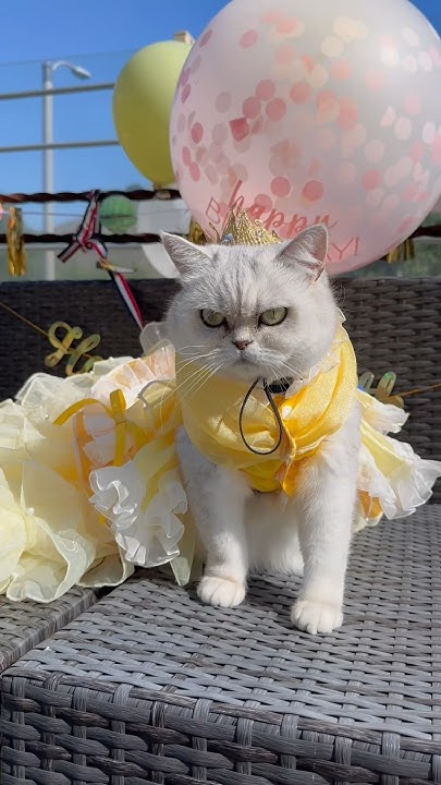 Meow Birthday Cat Cakedecorating Catbirthday Catsong Catcostume Catcake Youtube