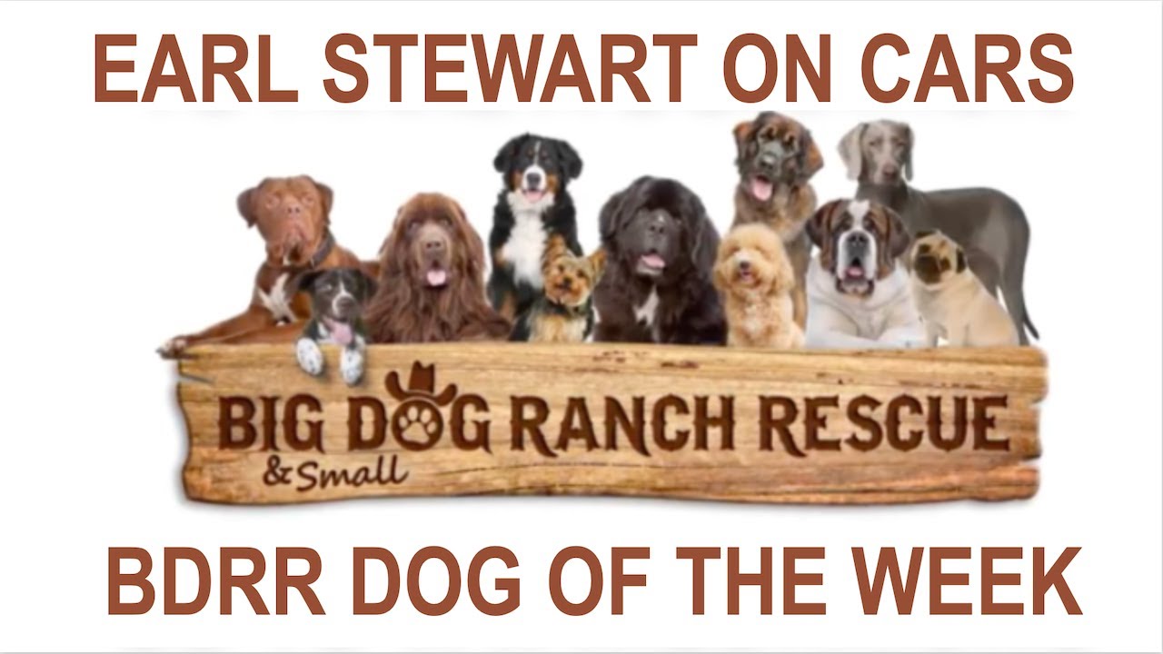 Meet the Big Dog Ranch Rescue Dog of the Week: "Marshall" - YouTube