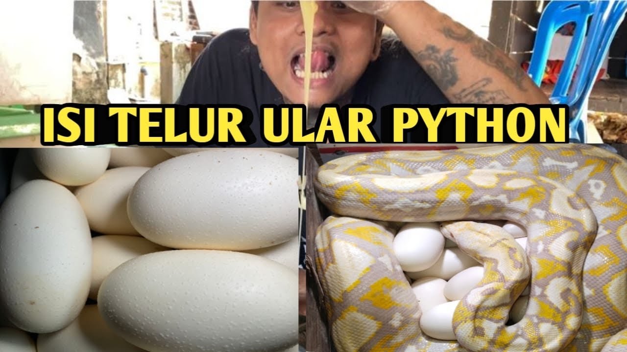 BEGINILAH ISI TELUR REPTIL || MEMBUKA ISI TELUR ULAR PYTHON - YouTube