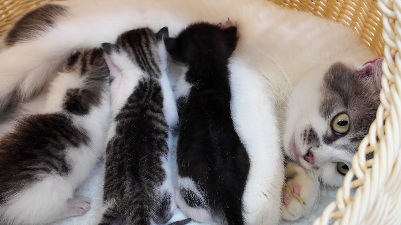 Cat and her cutest kittens ? 8th day after birth - YouTube