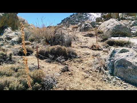 I think it was king of partridge😱💥#partridge #keklik #hunting #شکاری ...