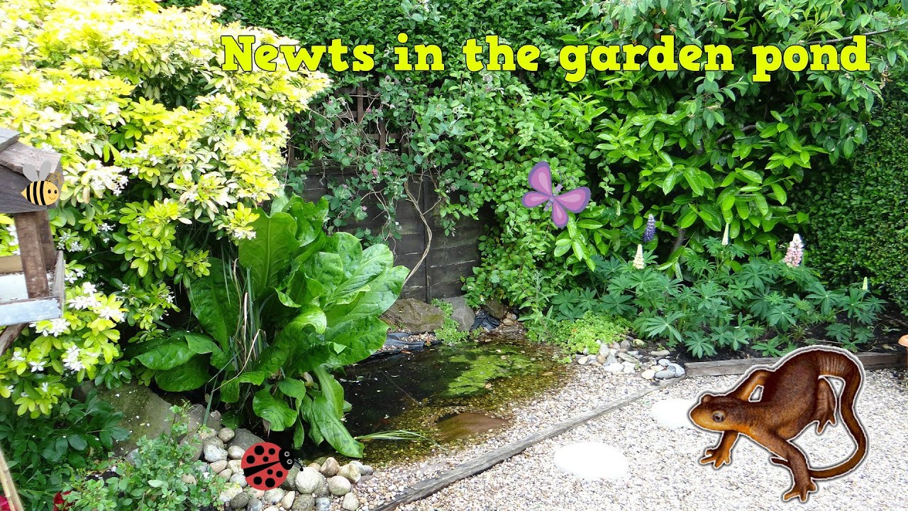 Wildlife Pond - Newts - YouTube