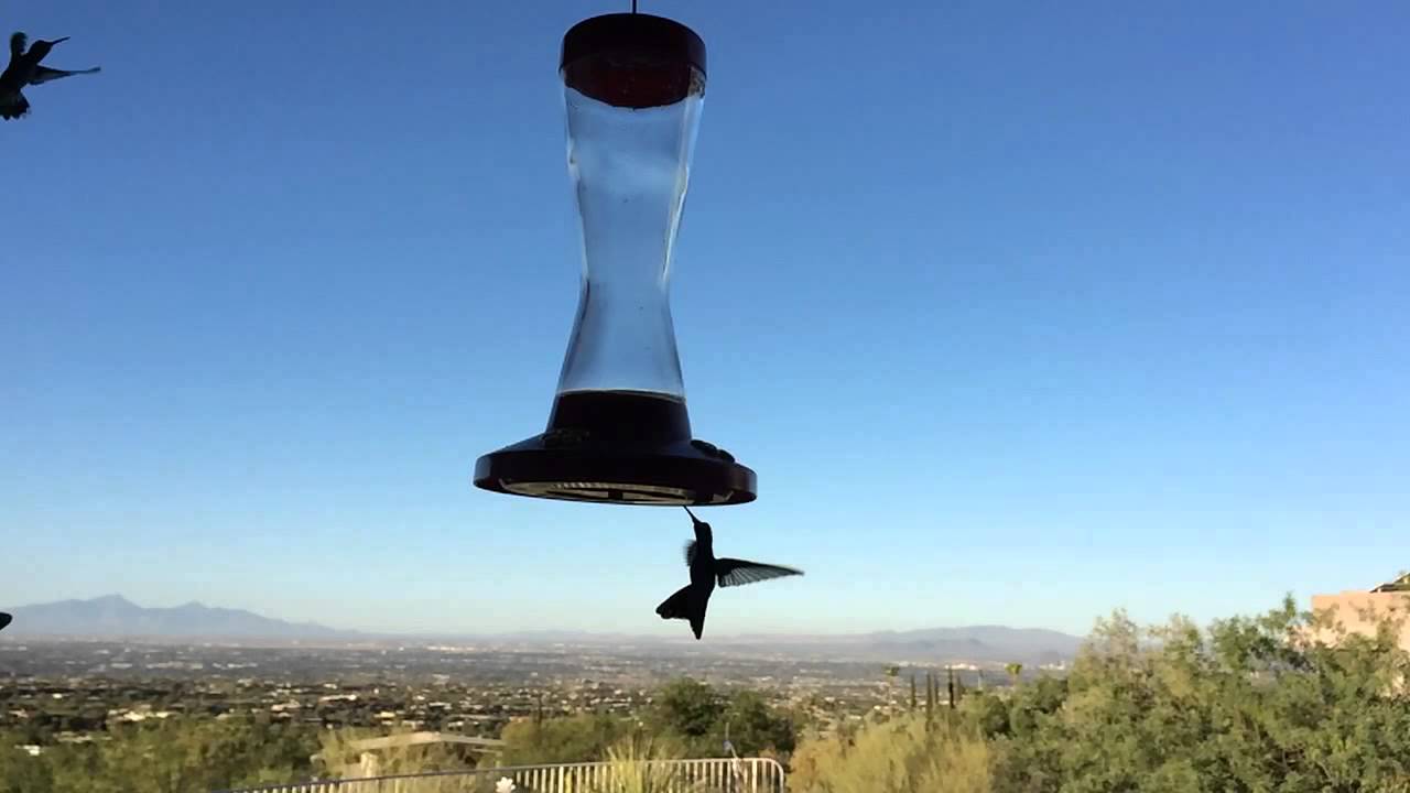 Hummingbirds at work/play (slow motion) - YouTube