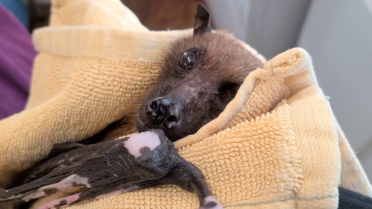 Mango & Bath for Statler - YouTube