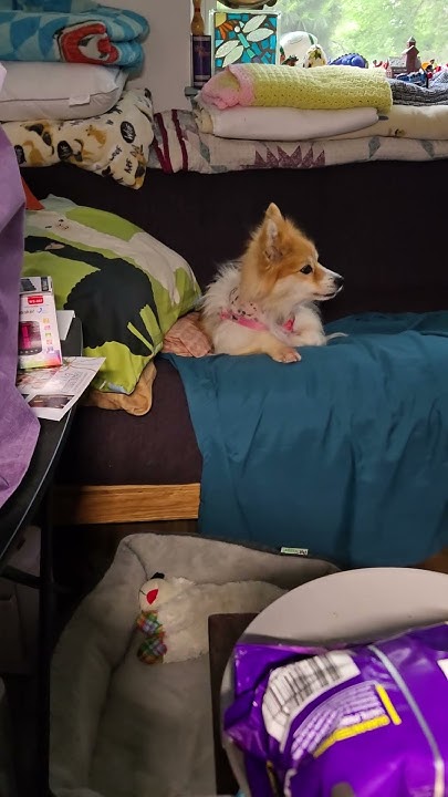 chipmunks and squirrels making fun of #saradog - YouTube