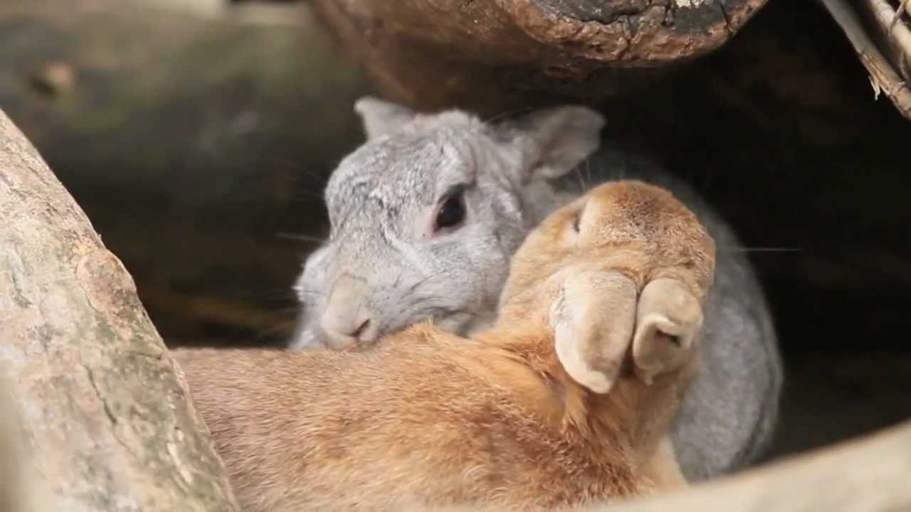なかよしうさぎ と やきもちうさぎ / chummy rabbits & jealous rabbit - YouTube