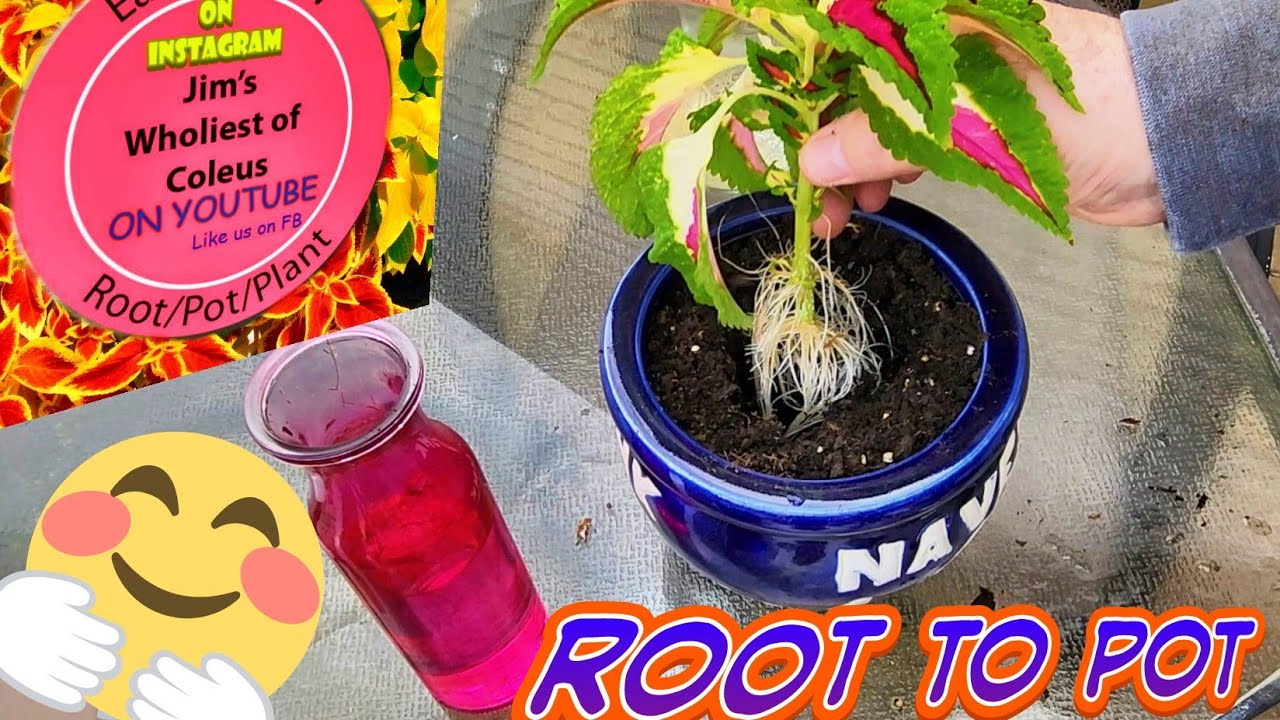 FIRST COLEUS ROOTING POTTED for the Season!!! - YouTube
