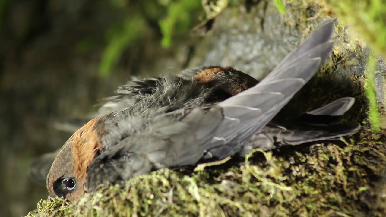Vencejo Cuellicastaño, Cypseloides rutilus, Chestnut collared Swift - YouTube