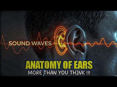 How does our Ear Work? || 3d Animation ! - YouTube