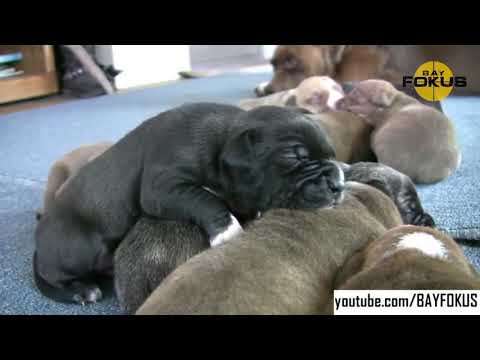 Pitbull Doğum Anı | Yavru Pitbull Köpekler