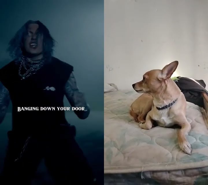 Biscuits lol Gona getcha #metalcore #metalmusic #chihuahua #funny # ...