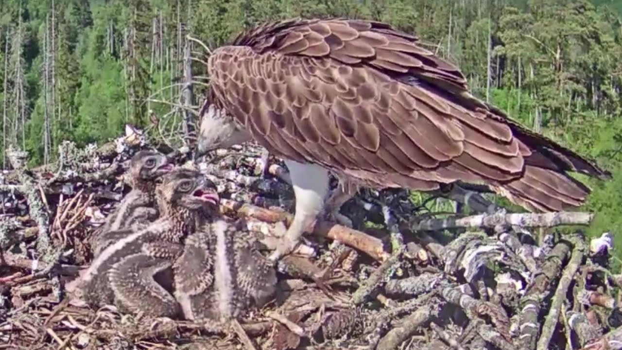 Kalakotkas 2~Ivo brings a huge fish! Iiris is feeding the little ones~3 ...