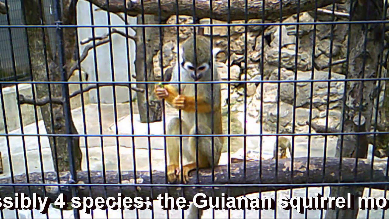 Common squirrel monkey!!! - YouTube