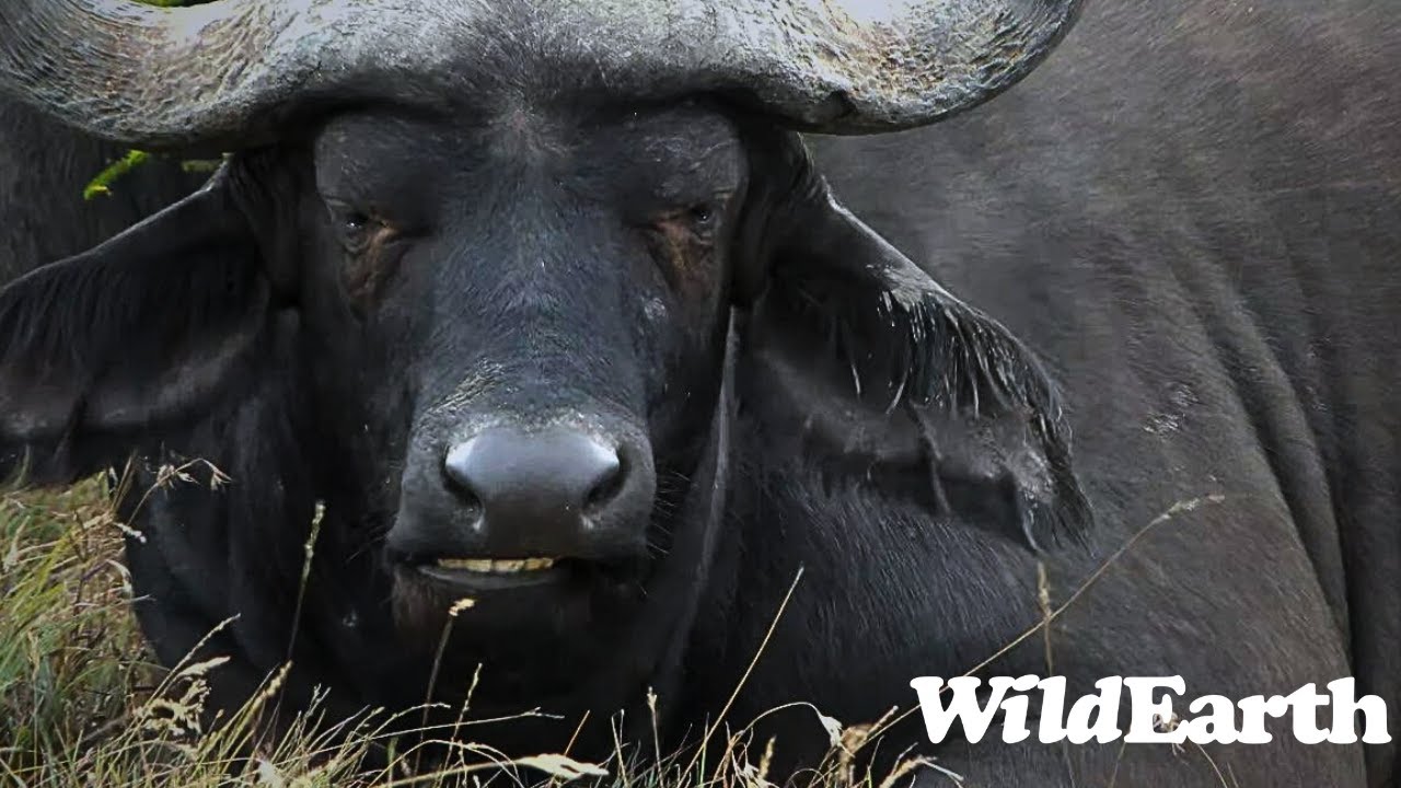 WildEarth - Sunset Safari - 15 February 2024 - YouTube