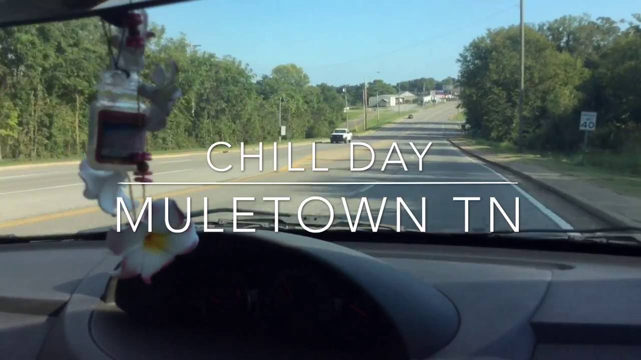 Mule town Columbia, Tennessee - YouTube