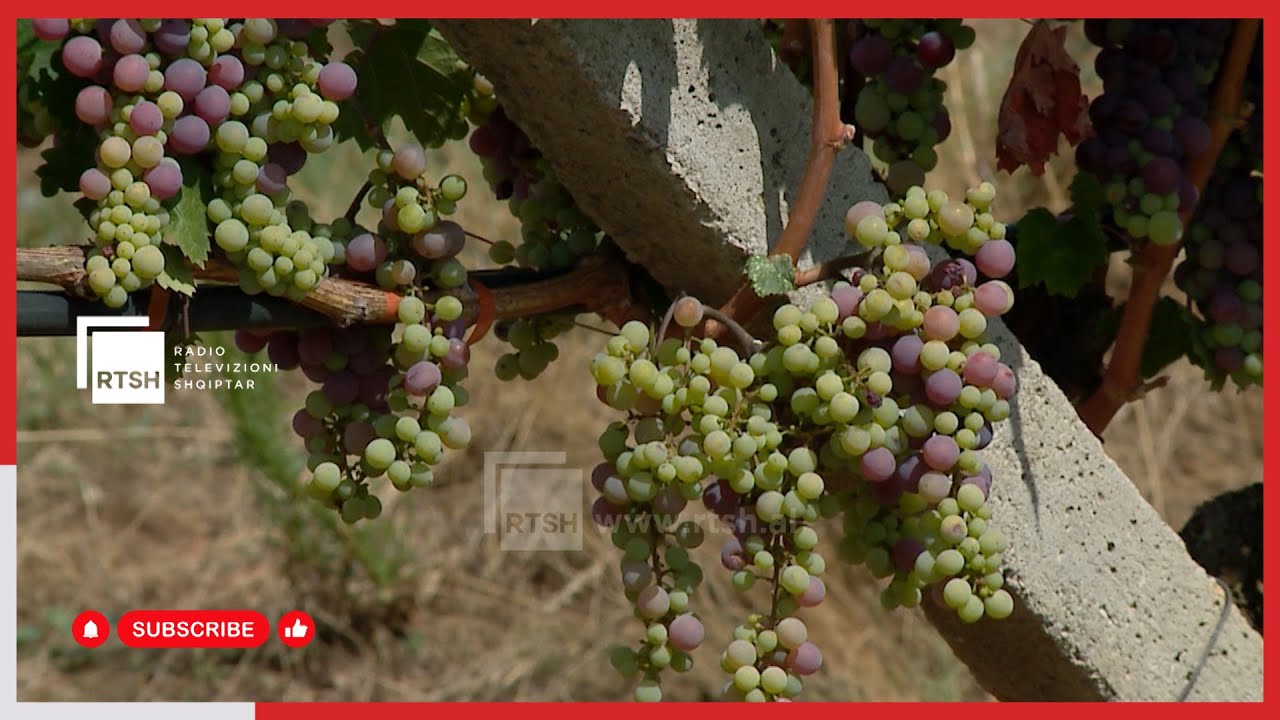 Nis vjelja e rrushit në Maliq, fermerët kanë mbjellë 150 ha vreshta ...