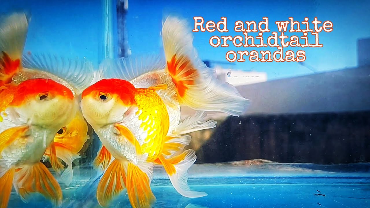 😍Beautiful Red n white orchidtail🌸#oranda #goldfish #orandagoldfish # ...