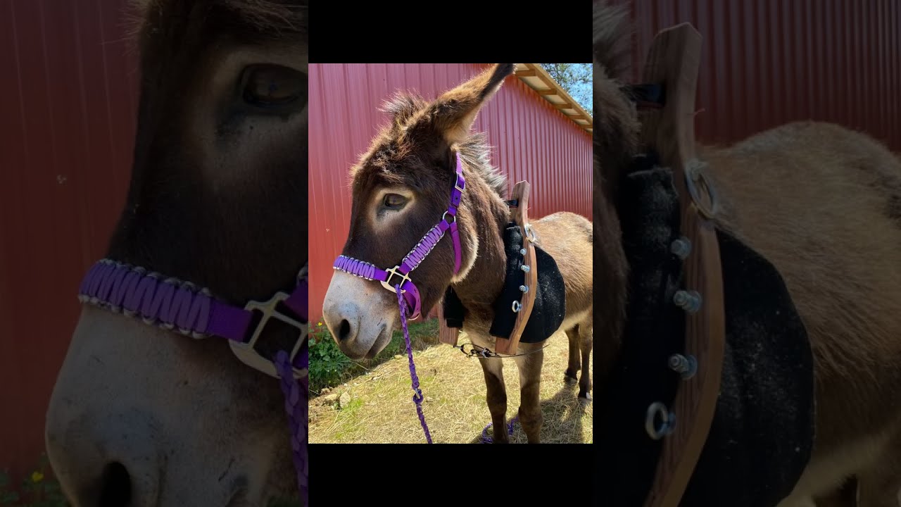 Donkey Tack! Custom made just for donkeys! Donkey Fashion Show 🤣 # ...