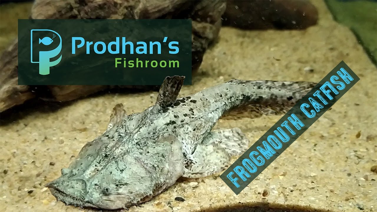 Frogmouth Catfish aka Chaca chaca - YouTube