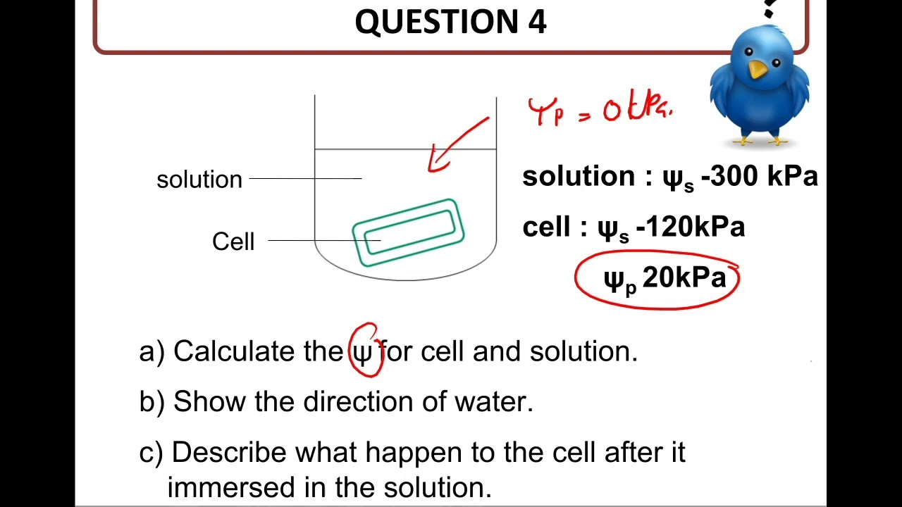 WATER POTENTIAL CALCULATION - YouTube
