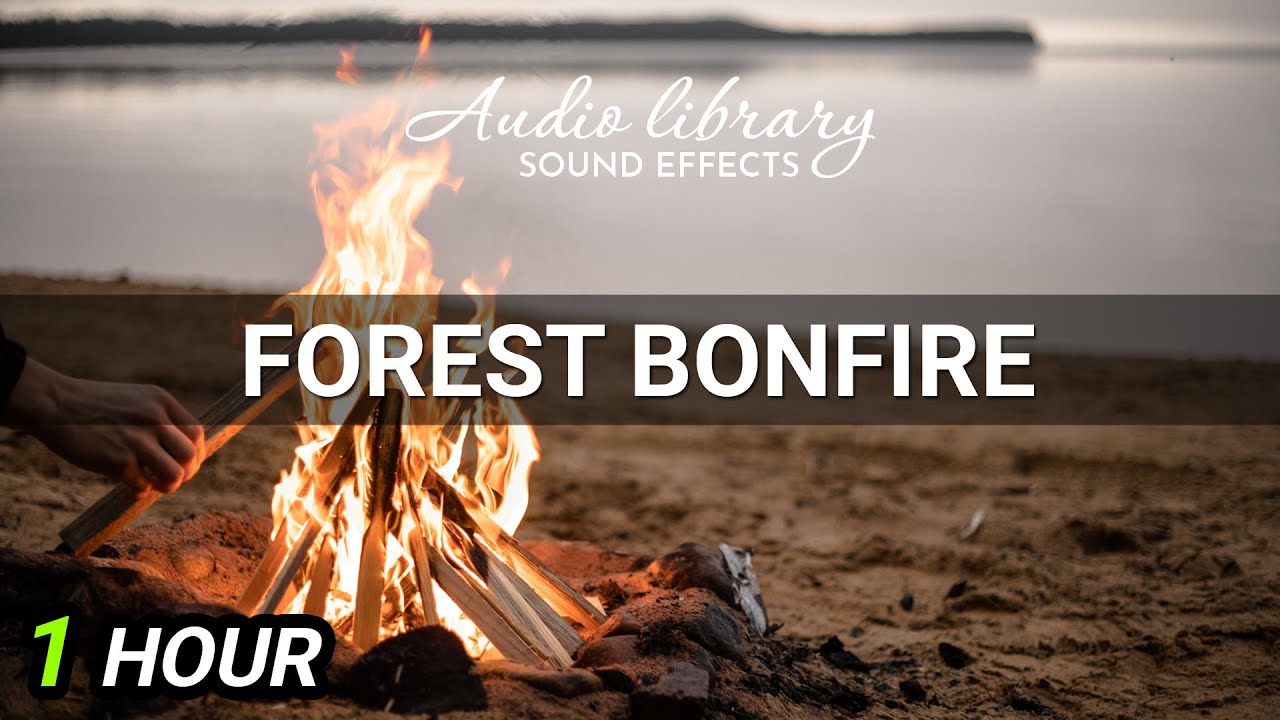 Daytime Forest Bonfire • No Copyright Sounds Effects (1 Hour Version ...