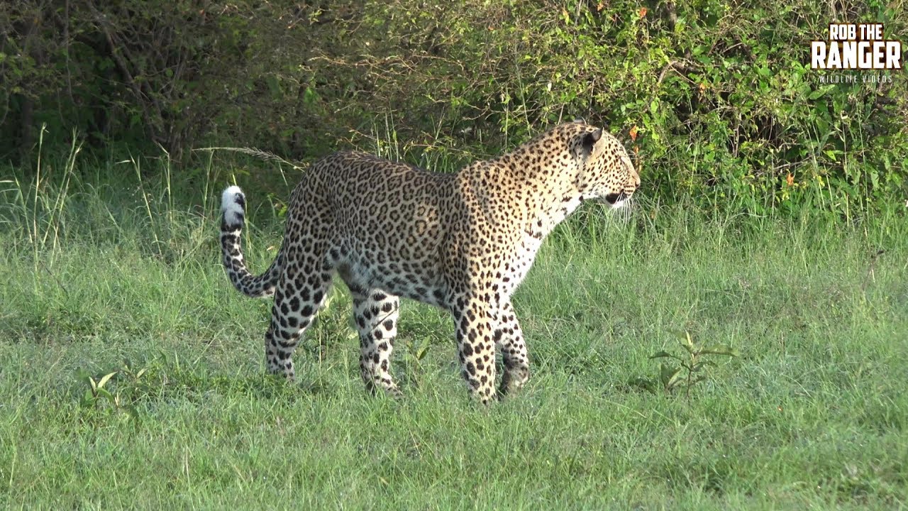 The Leopard Queen Of Kaboso Tries To Stalk Some Impala | Zebra Plains ...