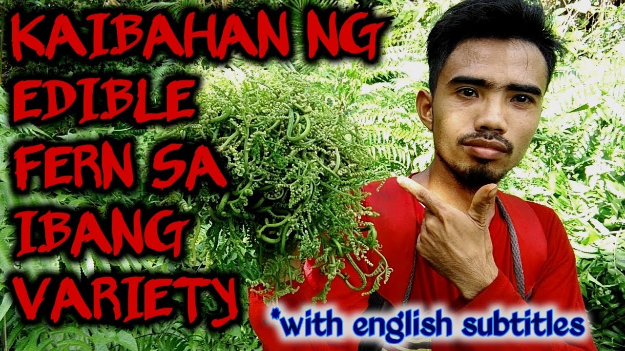 How to Identify Edible Fern? - Six Varieties of Common Ferns - Pako ...