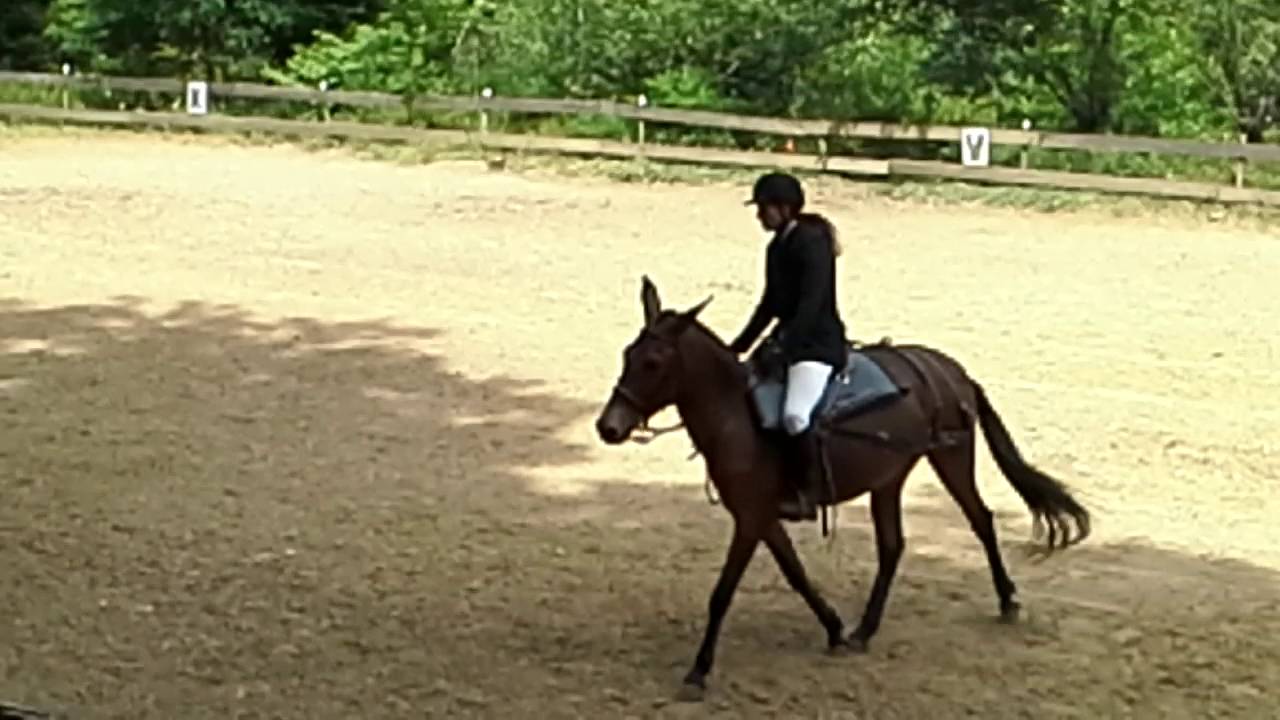Mule. Education petite mule n°36 - YouTube