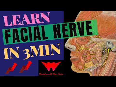 FACIAL NERVE ANATOMY| Learn its Branches In 3 Min | Easiest Mnemonic to ...