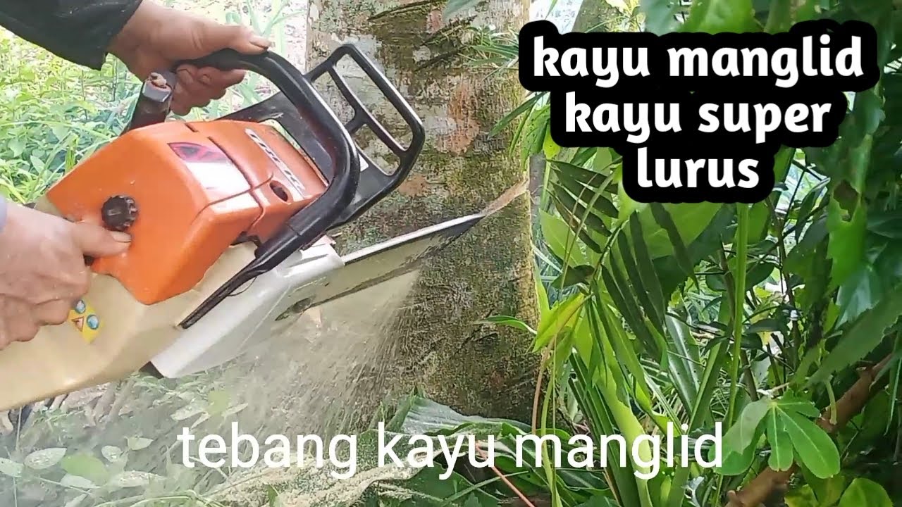 tebang pohon manglid kayu super lurus@BANTEN_WORKER - YouTube