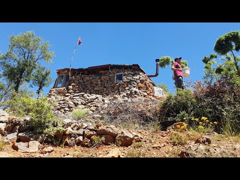 Dağ evi üzüm çıbıkları dag erikleri büyümüş dağda hayat var köyde Dağ evine kavuşmak 
