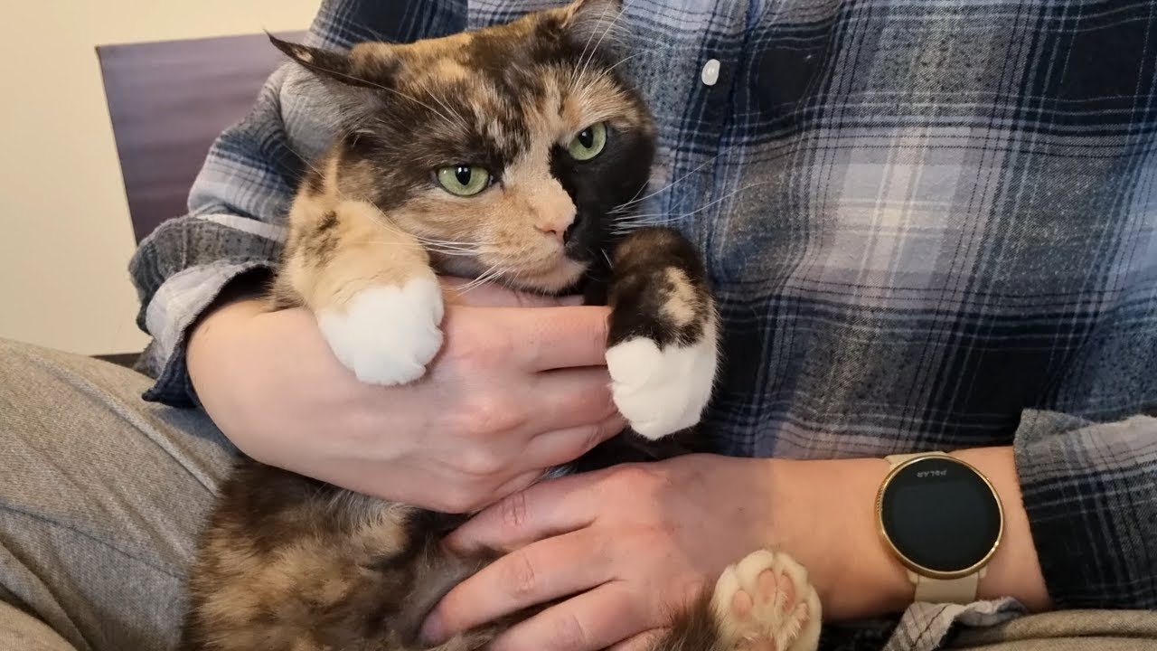Cat is catnapped for cuddles - YouTube