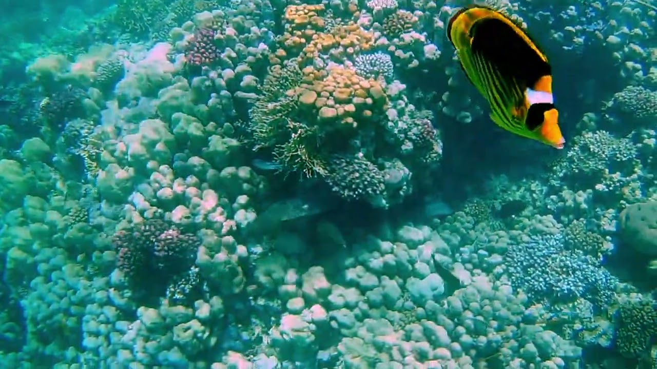 Gurdaka - Makadi Bay snorkelling / Hurghada - Makadi-öböl sznori - YouTube