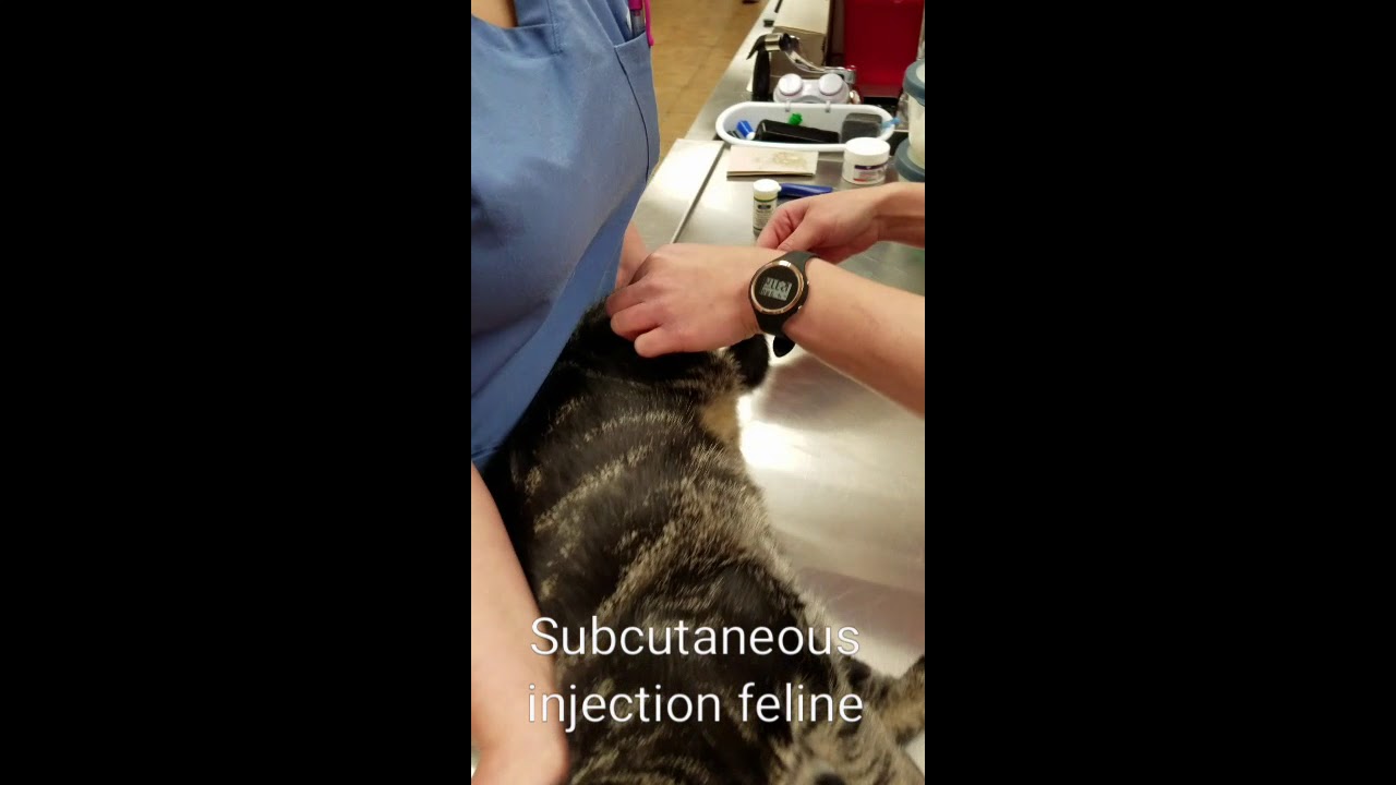 skill 12 Feline SQ injection Pennfoster externship 1 - YouTube