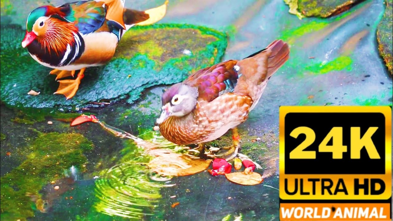 📸best bird and animals video|| 8 k ultra hd video|| 24 K WORLD ANIMAL ...