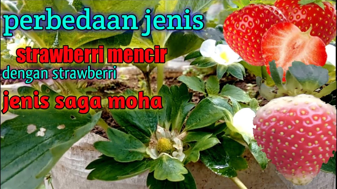 Perbedaan jenis strawberry mencir dan saga - YouTube
