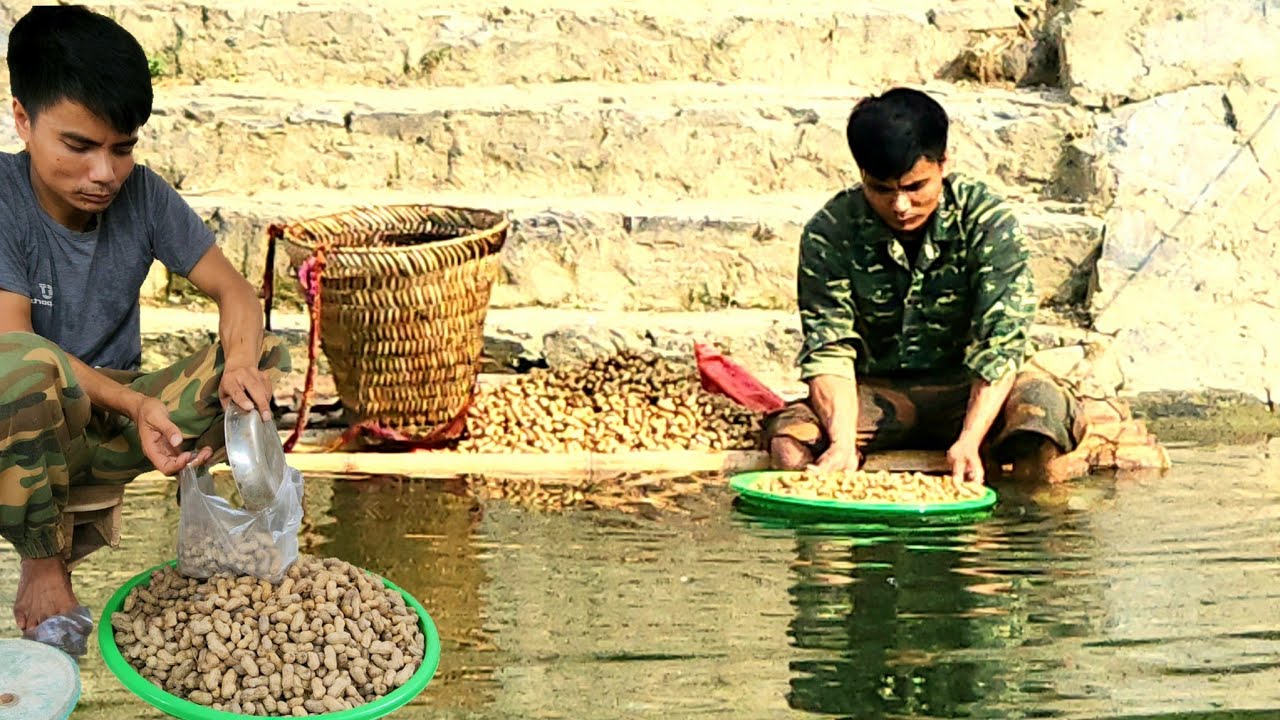 Harvest peanuts: boil peanuts. bring it to the market to sell /alone ...