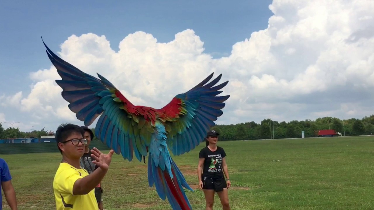 Affinity Flight: Free Flying Parrots in Singapore - YouTube