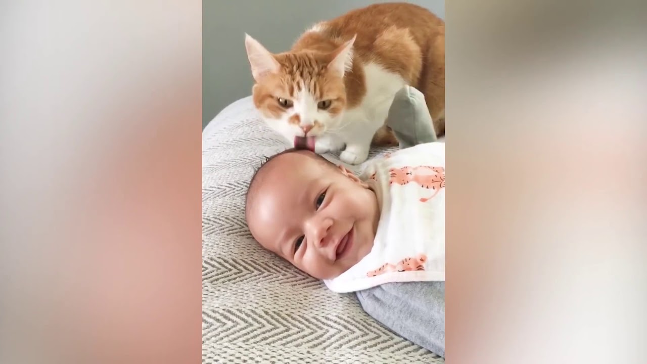 bébé et chat, marrant, mignon et bébé drôle - YouTube
