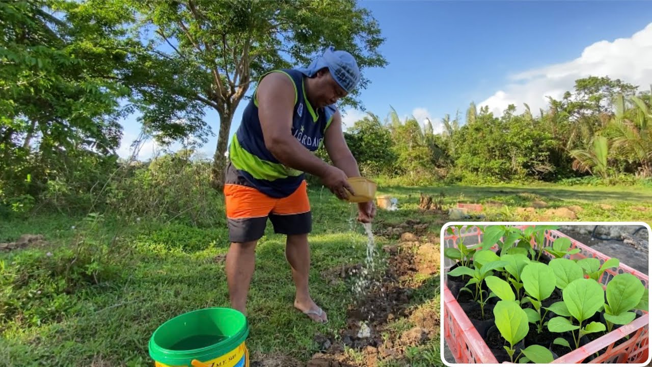 Nagdilig at nagtanim ulit kami ng mga Talong at sili vlog658 - YouTube