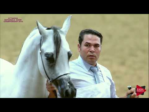 N.171 D SHATHA - 21st Qatar National 2018 - Fillies 3 years old (Class 5B)