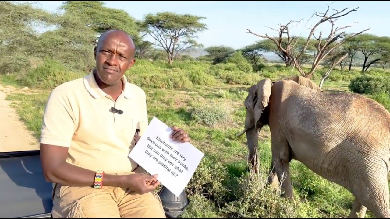 Elephant Experts Reveal Fascinating Truths You Asked For! | Ask the ...