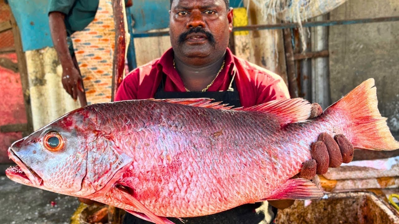 KASIMEDU SPEED SELVAM BIG RED SNAPPER FISH CUTTING VIDEO / CUTTING ...